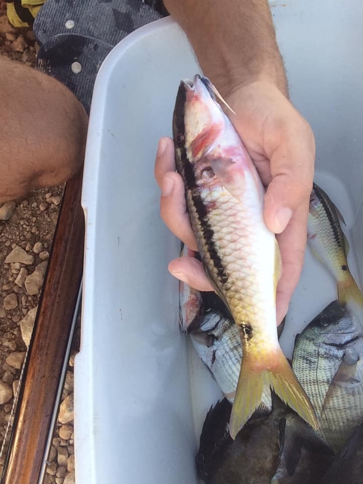 Red Sea Goatfish from Λευκωσία, Κύπρος on March 11, 2019 at 12:40 PM by ...