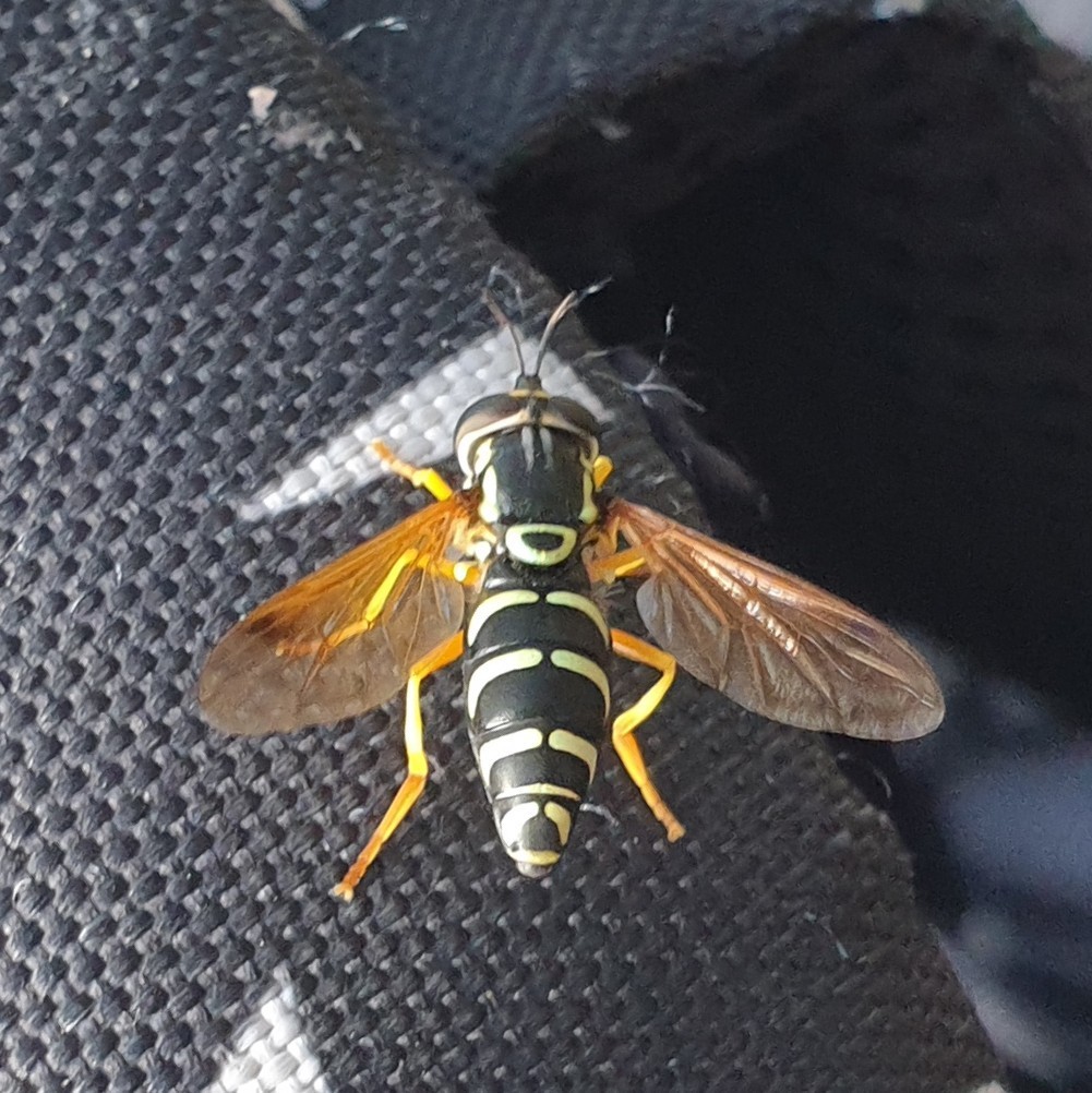 Chrysotoxum lineare in July 2020 by artem · iNaturalist