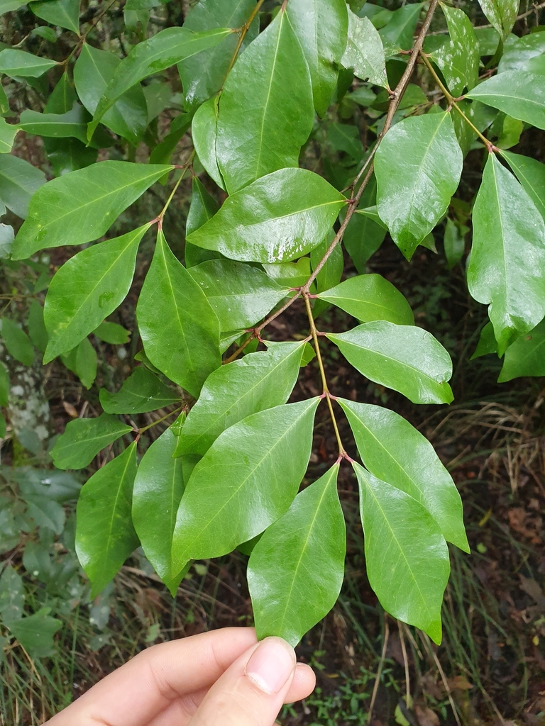 Phaleria chermsideana from Mount Colliery QLD 4370, Australia on July ...
