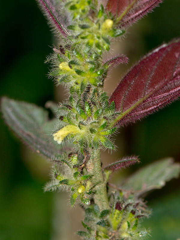 Columnea spathulata from Mindo, Pichincha, Ecuador on October 11, 2015 ...