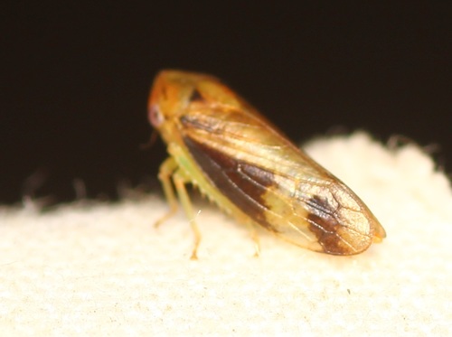 Macropsis cinerea · iNaturalist