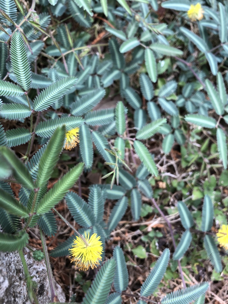 Tropical puff from W Parmer Ln, Austin, TX, US on July 28, 2020 at 09: ...