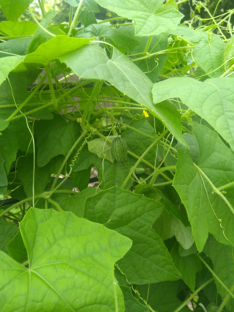 Mexican Sour Gherkin from Asheville, NC, USA on July 28, 2020 at 11:04 ...