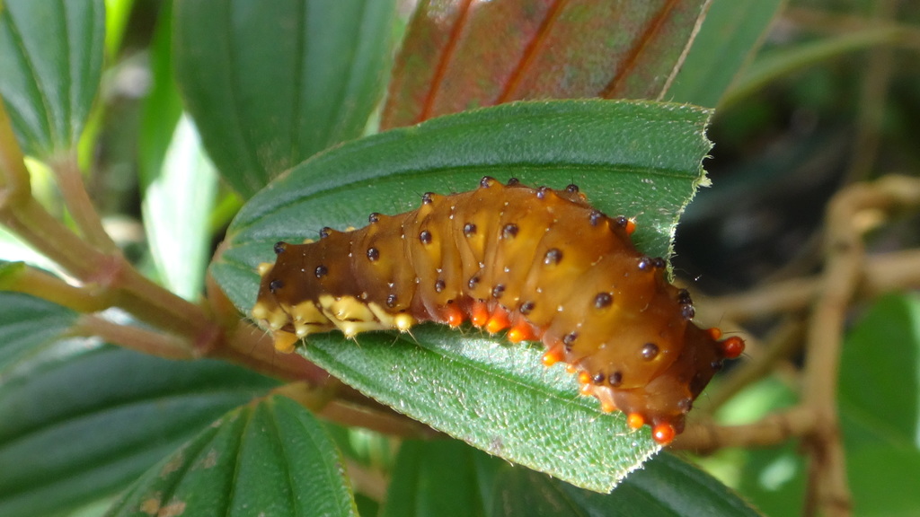 Trypanophora semihyalina from Braemar Hill, North Point, HK on August ...