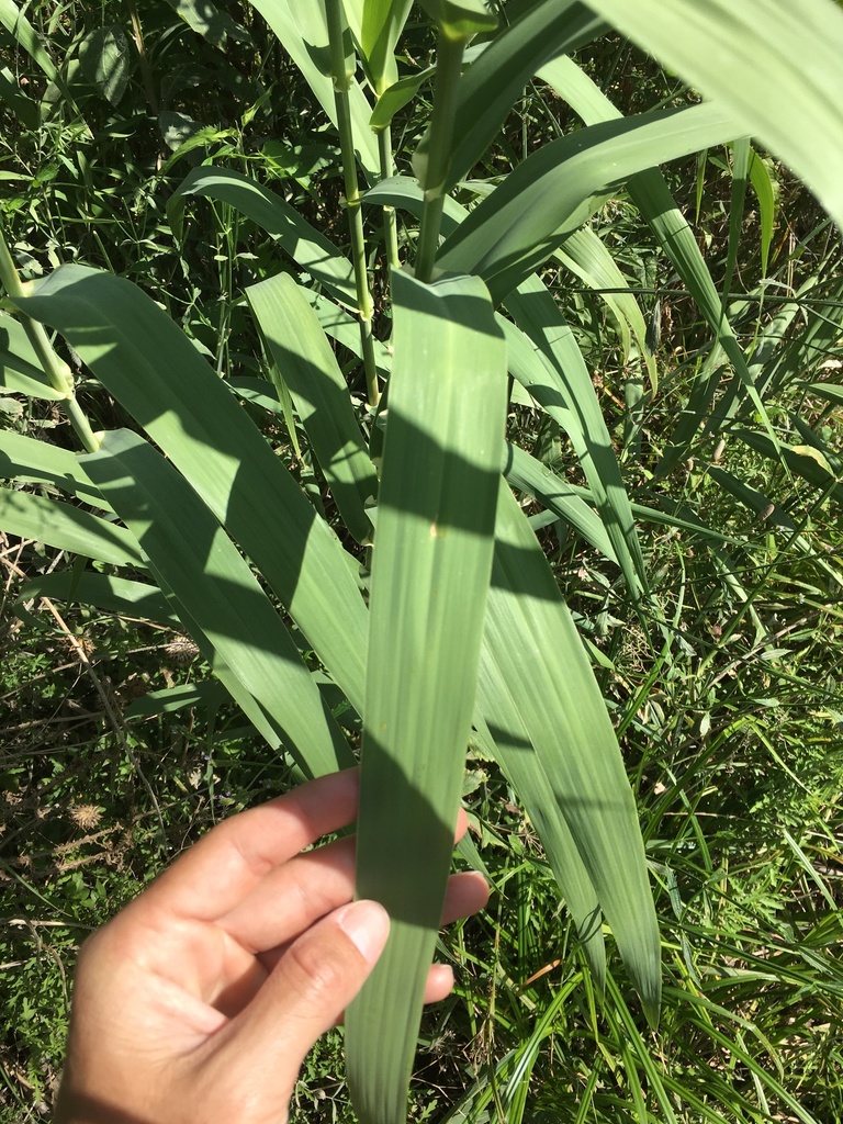 giant reed from G St S, Kerrville, TX, US on July 28, 2020 at 10:24 AM ...