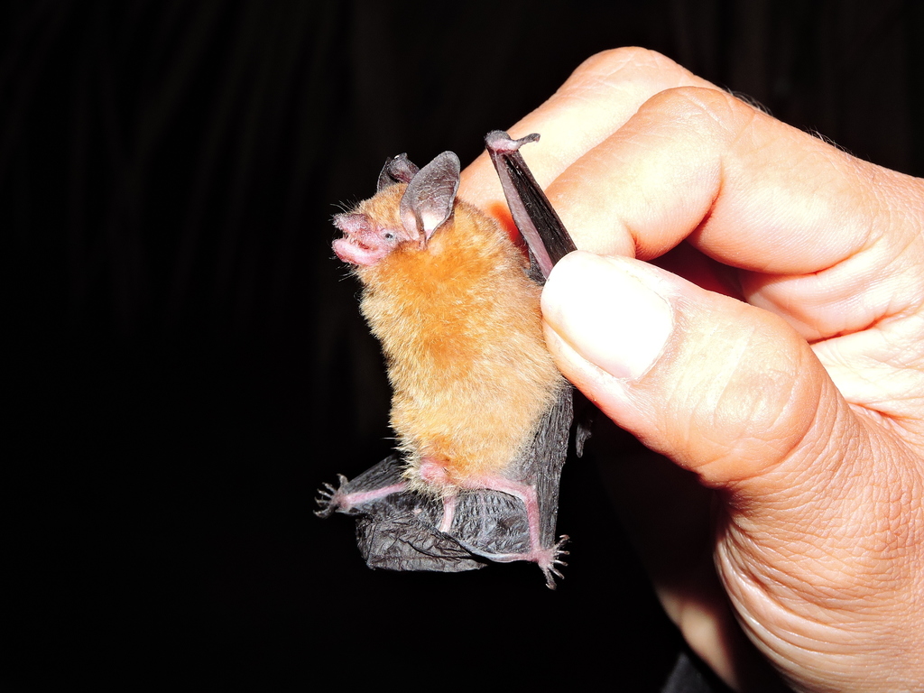 Yucatán Yellow Bat from Carretera Federal Chetumal, Carr. Cancún ...