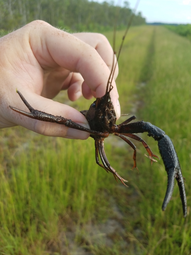 White River Crayfish from East Lake, NC, USA on July 25, 2020 at 08:21 ...