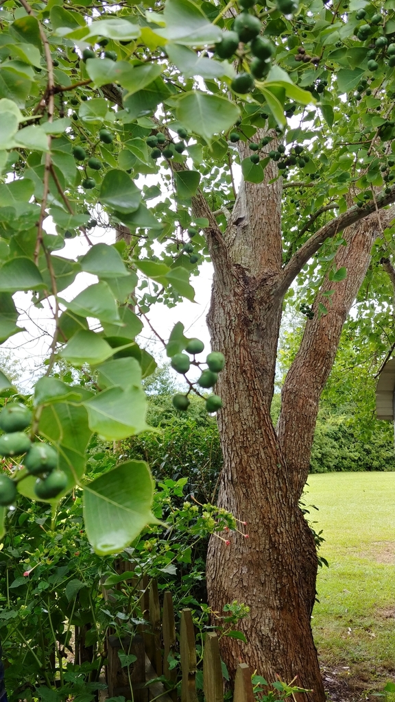 Chinese Tallow from Petal, MS 39465, USA on July 28, 2020 at 01:38 PM ...