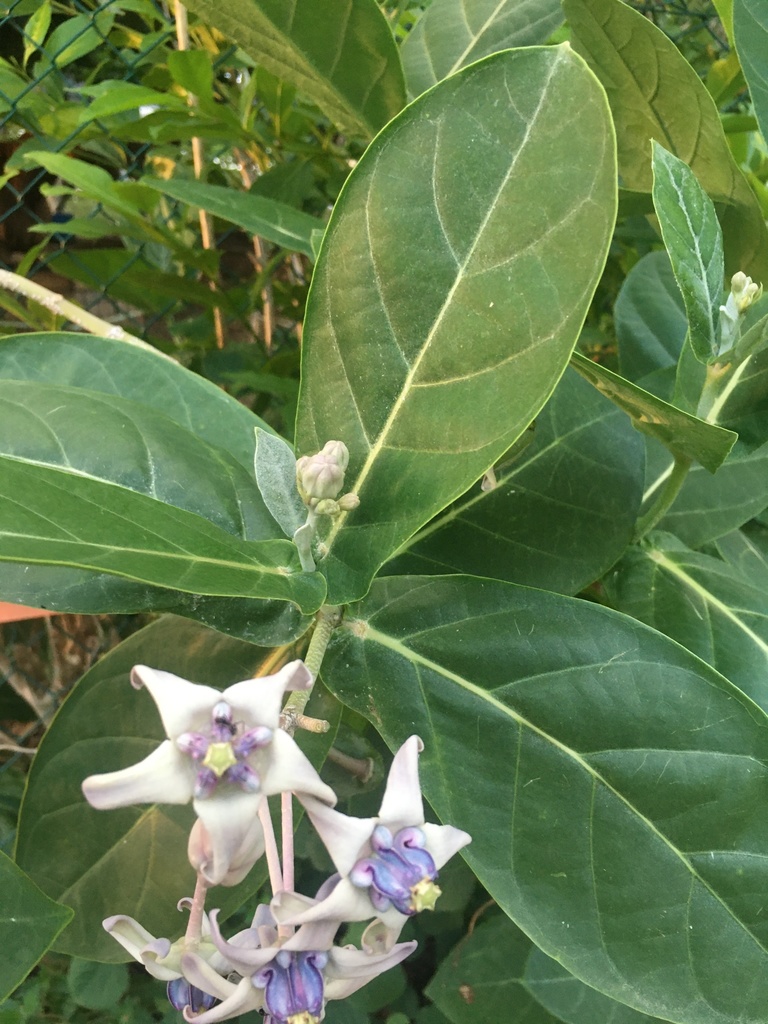 crown flower from Trinidad and Tobago, TT on July 23, 2020 at 06:21 PM ...