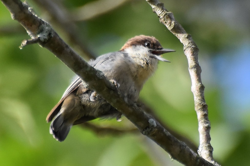 Brown-headed Nuthatch from Washington County, VA, USA on July 27, 2020 ...