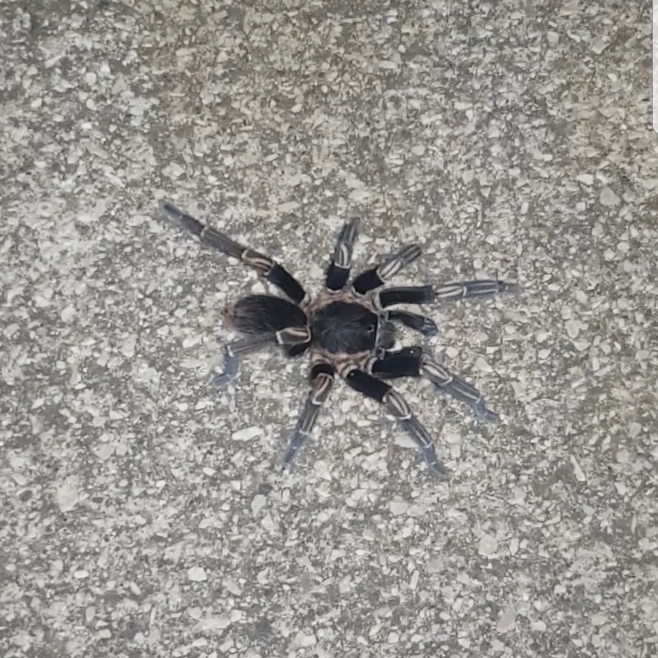 Costa Rican Striped-knee Tarantula in July 2020 by Vincenzo Trunfio ...