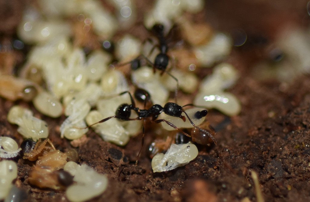 Pitch-black Collared Ant from Grayson County, VA, USA on July 28, 2020 ...