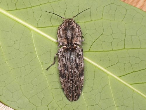 género Cryptalaus · iNaturalist Panamá