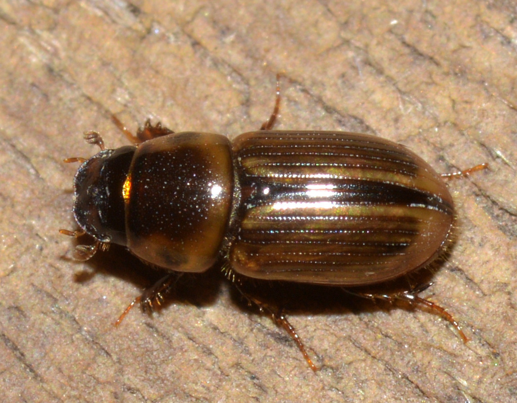 Labarrus cincticulus from Danbulla QLD 4872, Australia on June 14, 2020 ...