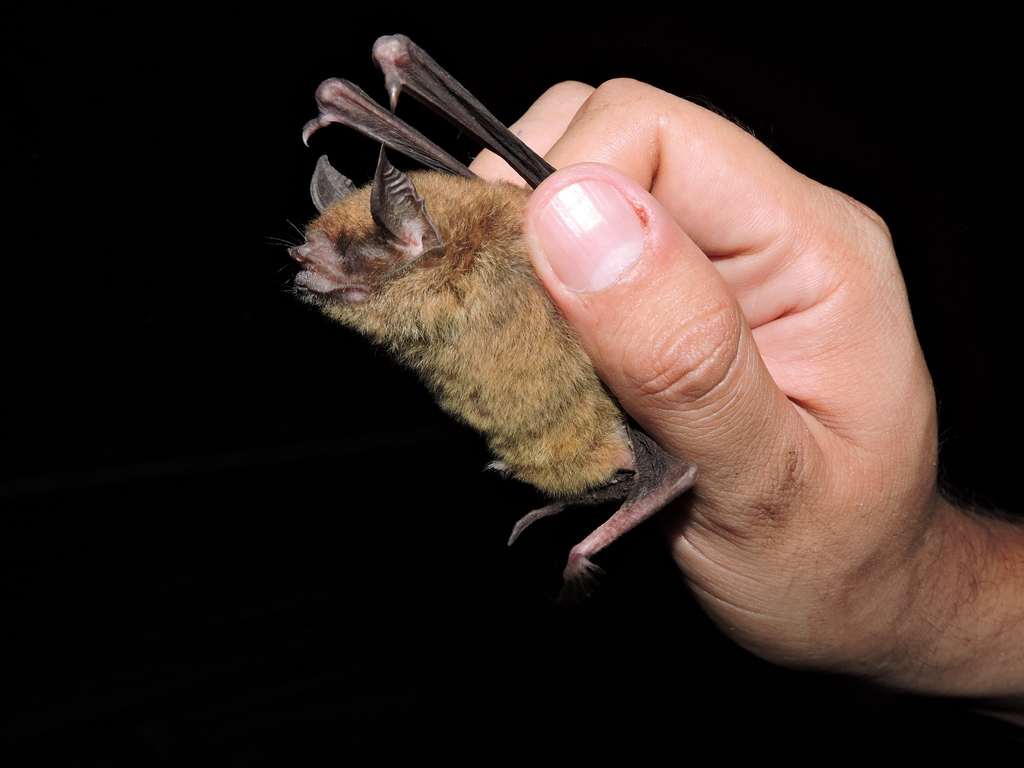 Mesoamerican Common Mustached Bat from Teocelo, Ver., México on July 5 ...