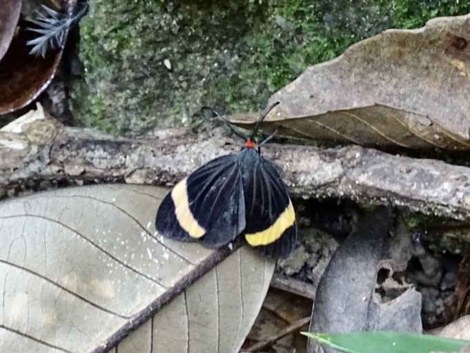 Pidorus from Tai Po Kau Nature Reserve, Tai Po Kau, New Territories, HK ...