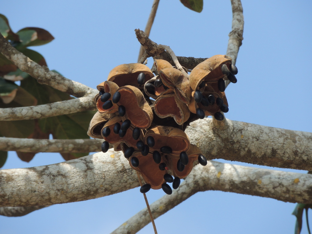 Camajoru/Panamá tree (Colombian North Coast Tropical Dry Forest ...