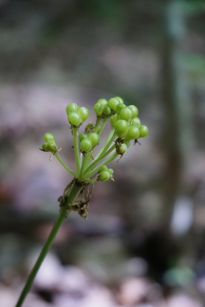 wide leek from Marathon, NY 13803, USA on July 25, 2020 by Frank Muller ...