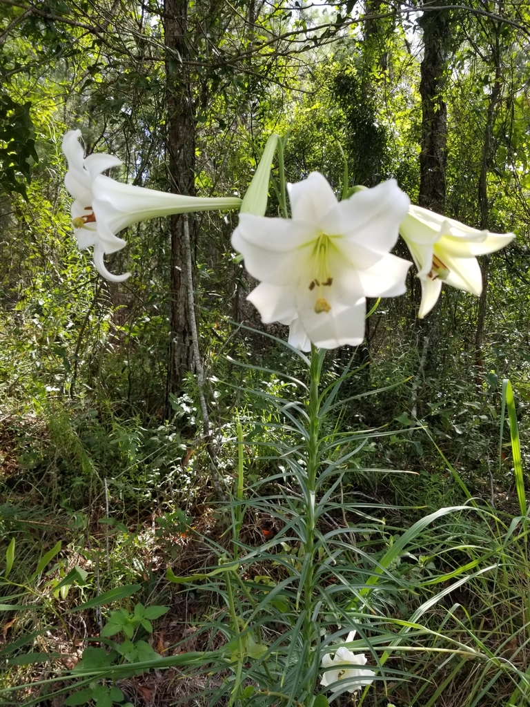 Formosa lily from Monticello, FL 32344, USA on July 27, 2020 at 10:56 ...
