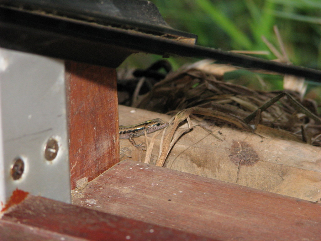 Moth Skink from Kadavu Province, Fiji on September 11, 2013 by ...