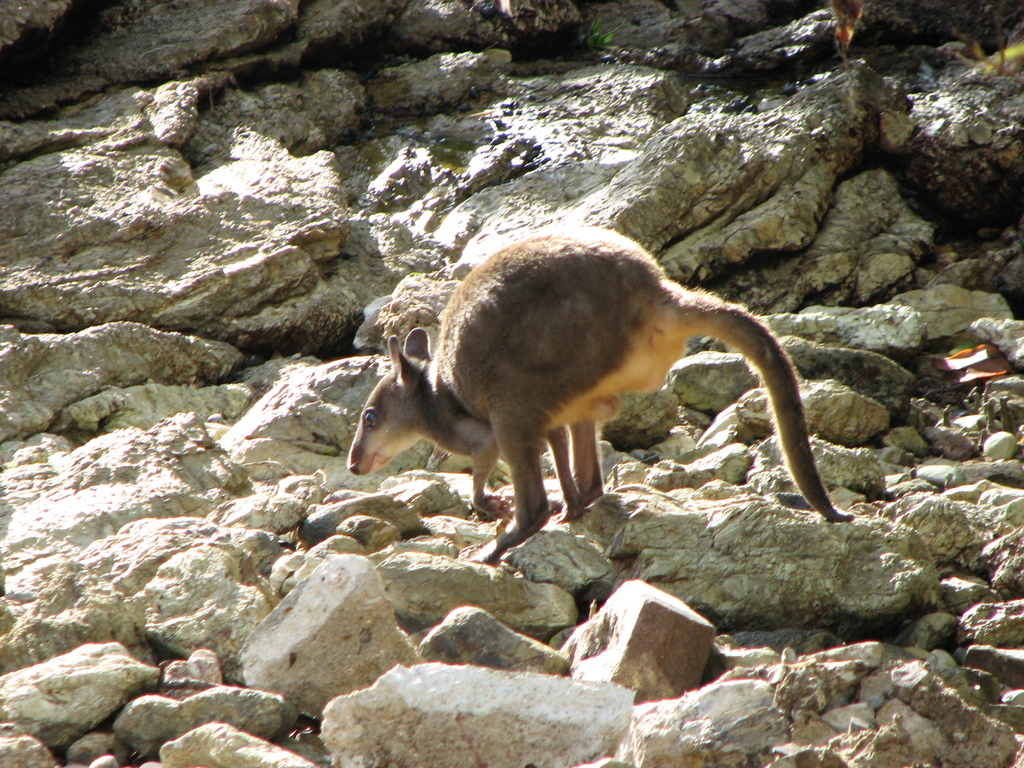 Gray Dorcopsis (Dorcopsis luctuosa) - Know Your Mammals