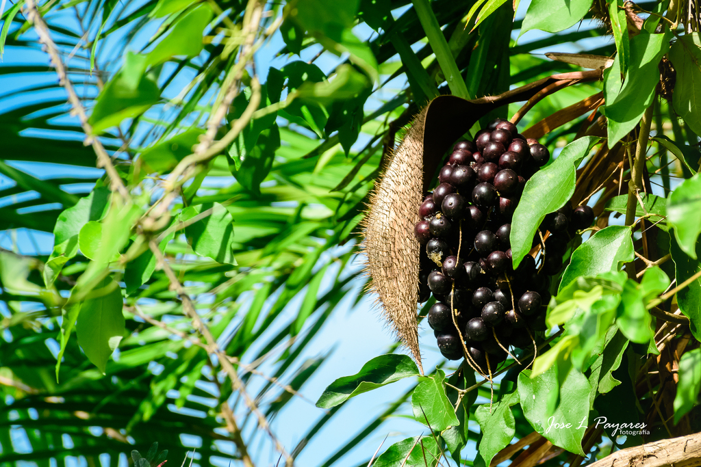 Bactris guineensis from Galeras, Sucre, Colombia on July 29, 2020 at 12 ...