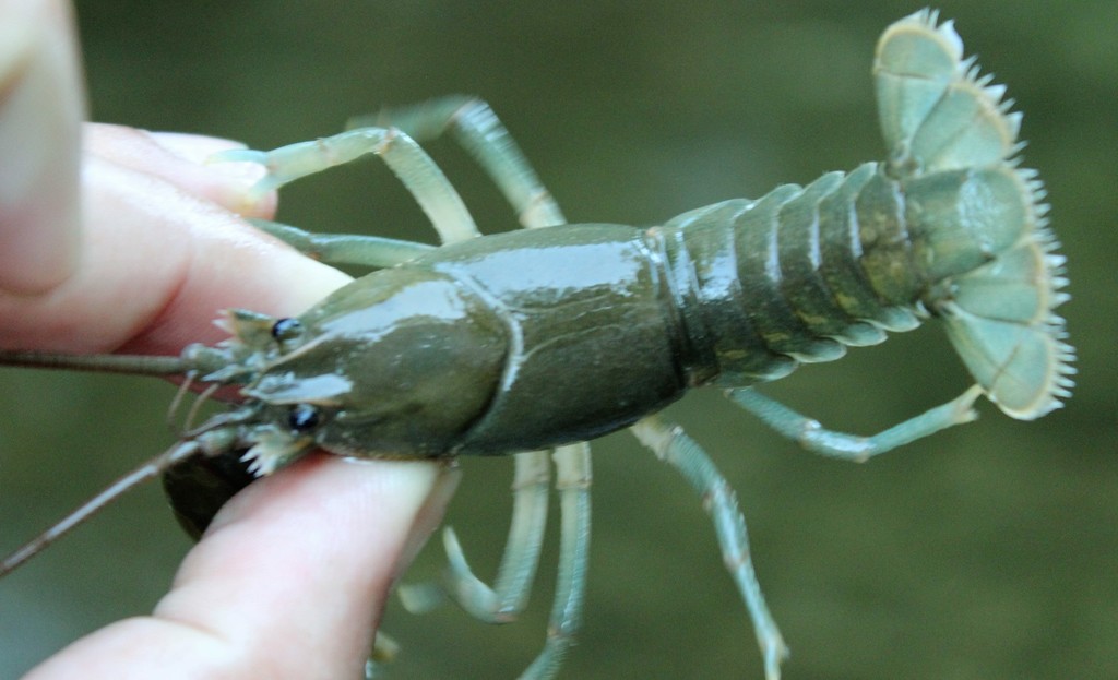Big Water Crayfish from Erie County, PA, USA on July 28, 2020 at 08:21 ...