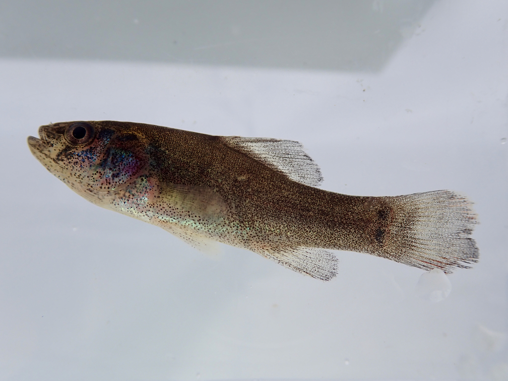 Pirate Perch from West Feliciana Parish, LA, USA on July 21, 2020 at 11 ...