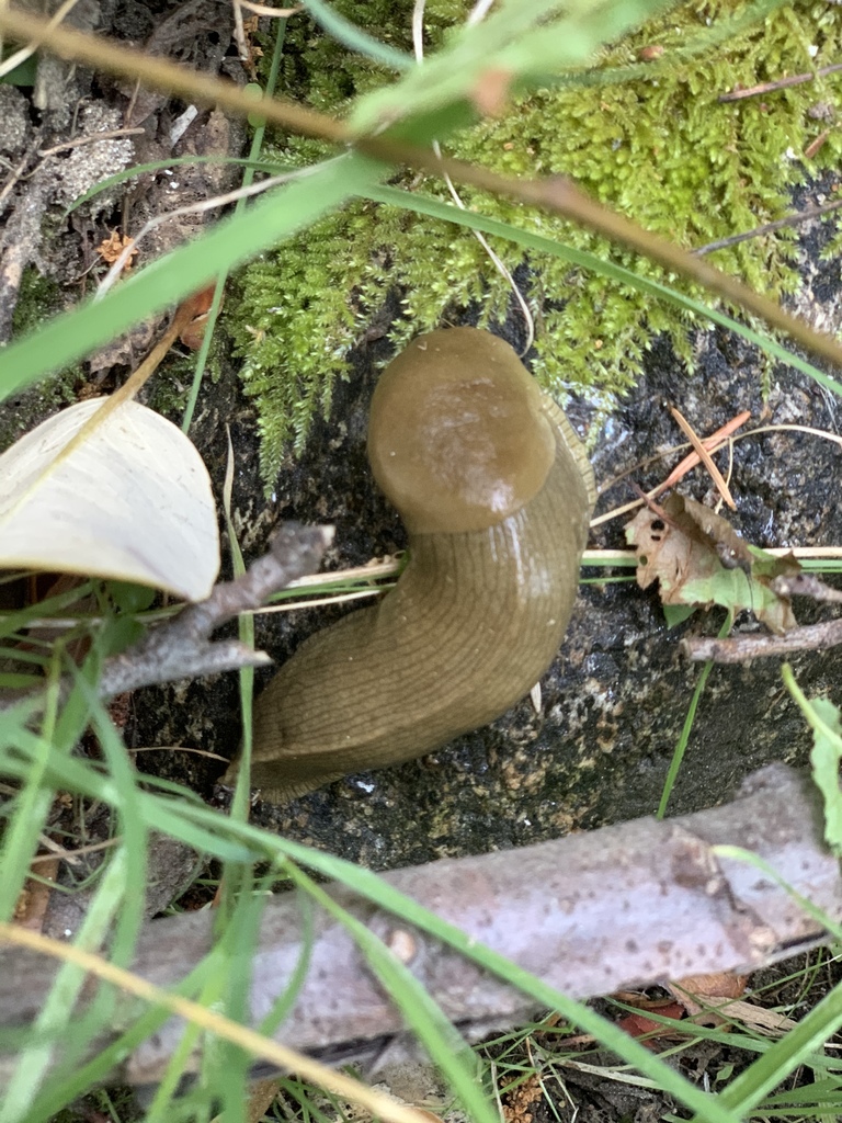 Pacific Banana Slug from Walker Creek Rd, Klamath River, CA, US on 28 ...