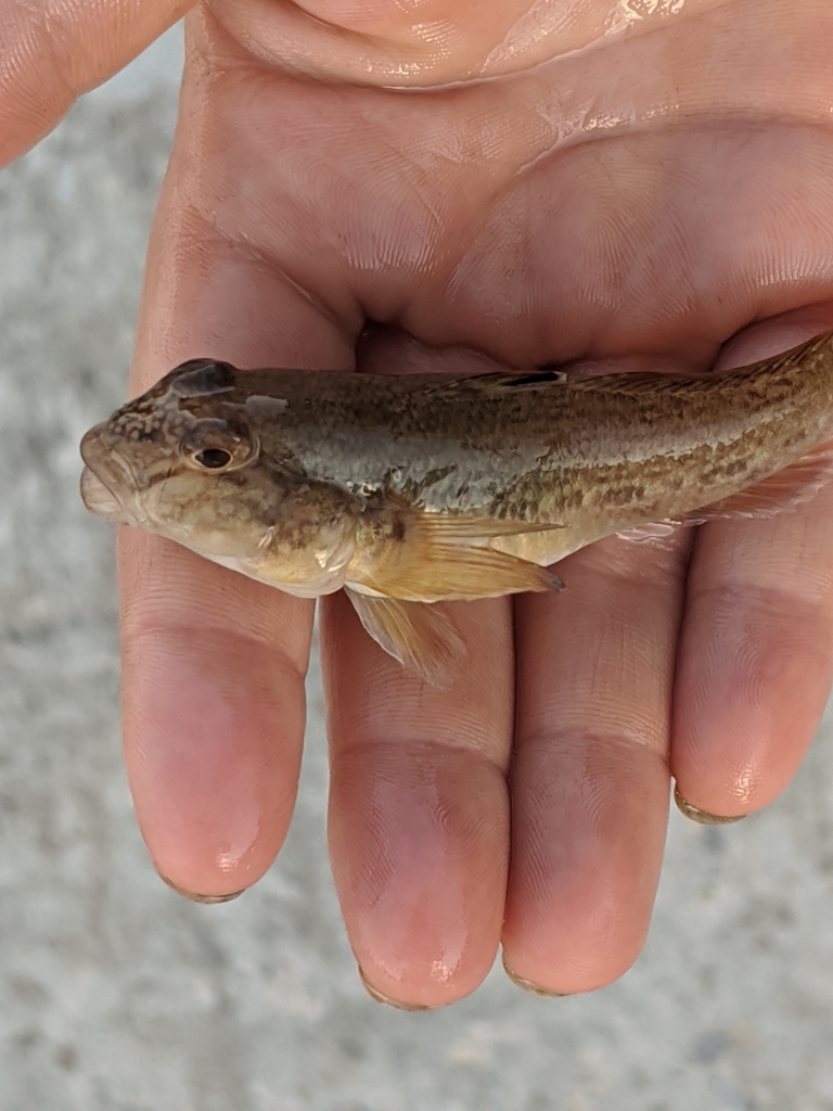 Round Goby from Peterborough, ON, Canada on July 29, 2020 at 07:37 PM ...