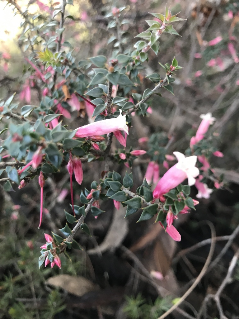 fuchsia heath from Fort Rock Reserve, Blackheath, NSW, AU on July 30 ...