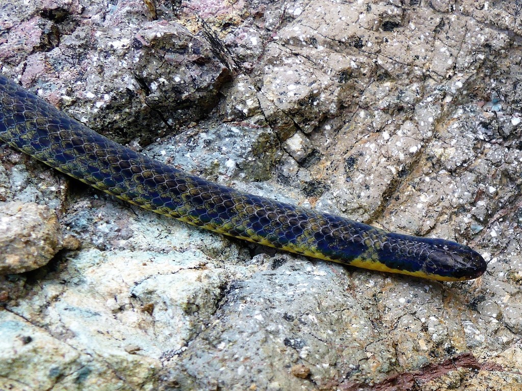 Philippine Dwarf Snake from Asipulo, PH-IF, PH on June 24, 2017 at 08: ...