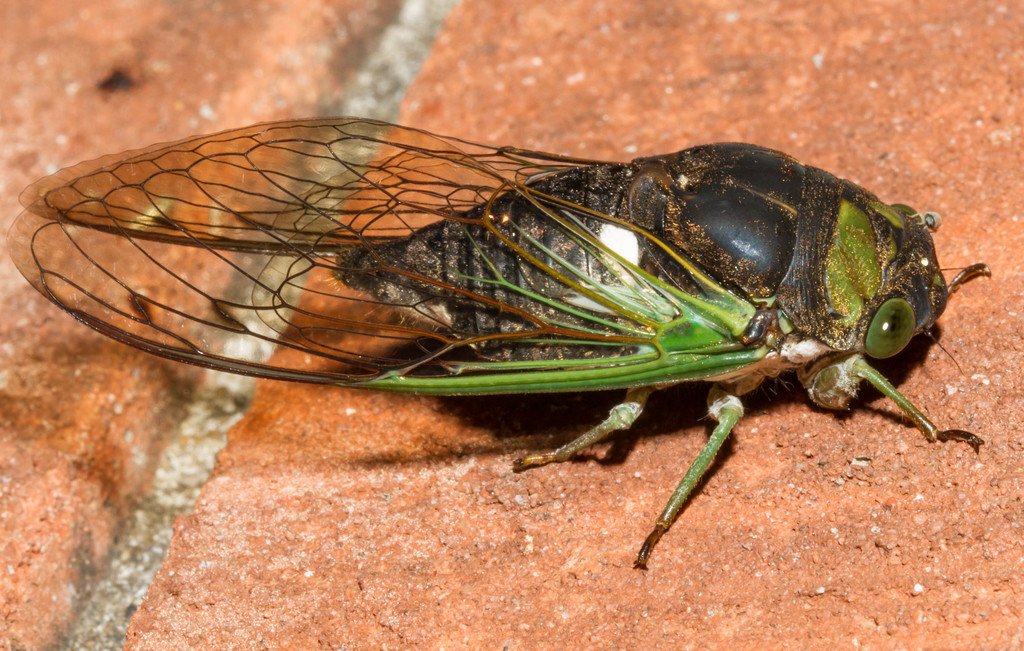 Common Swamp Cicada in July 2020 by Eric Williams · iNaturalist