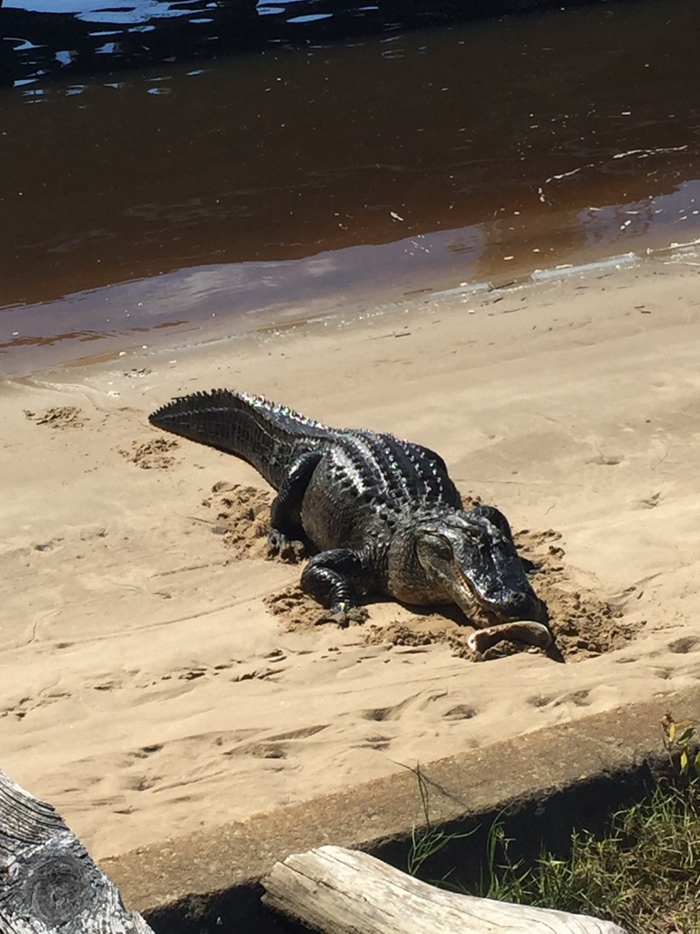 American Alligator in June 2017 by John Mike Davis · iNaturalist