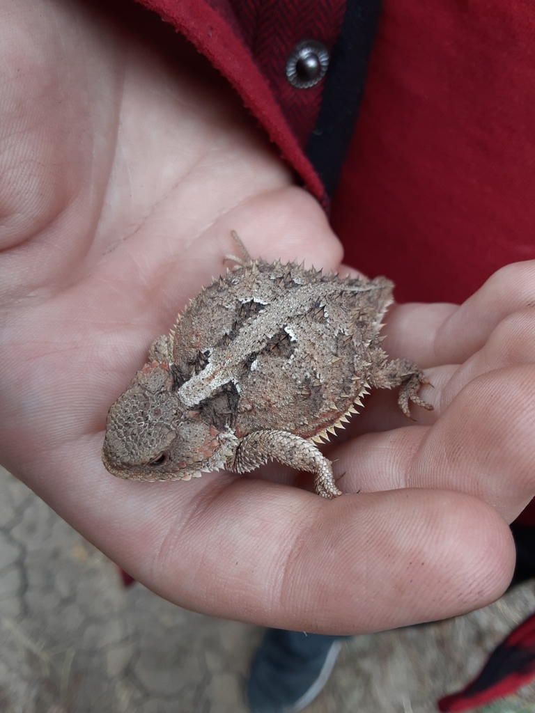 Greater Short-horned Lizard from Mancos, CO 81328, USA on July 27, 2020 ...