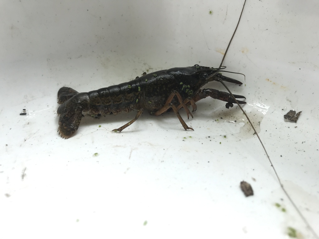 Red Swamp Crayfish from Reservoir Number Three, Eastchester, NY, US on ...