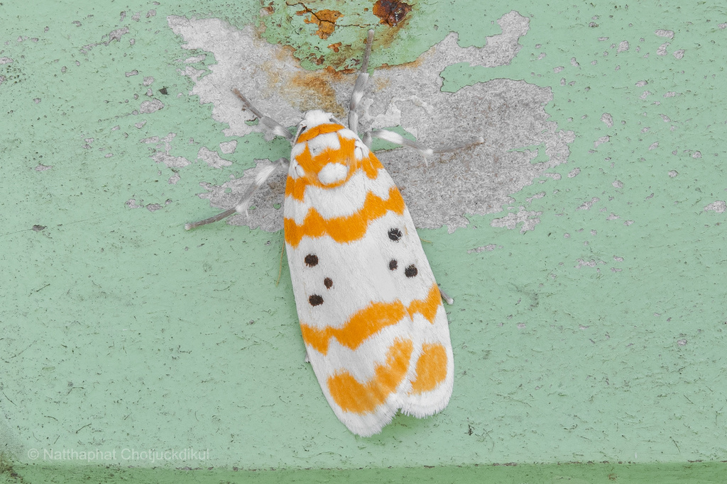 Cyana intercomma from Dong Phayayen-Khao Yai Forest, Nakhon Nayok ...