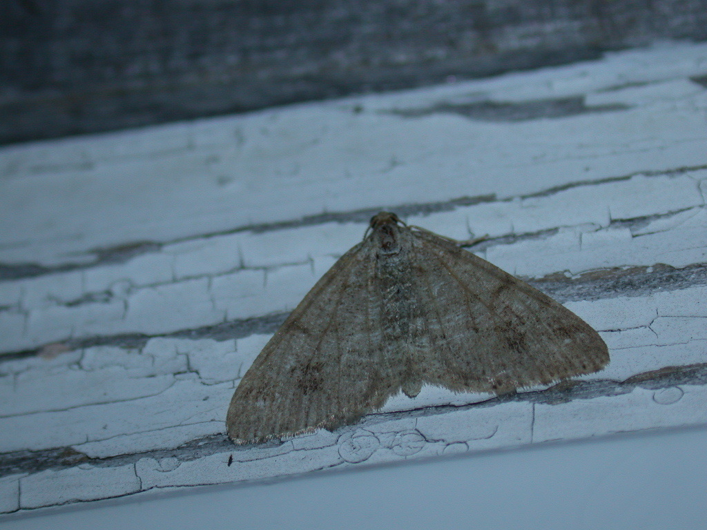 Pale-marked Angle from Suffolk County, NY, USA on June 13, 2004 at 11: ...