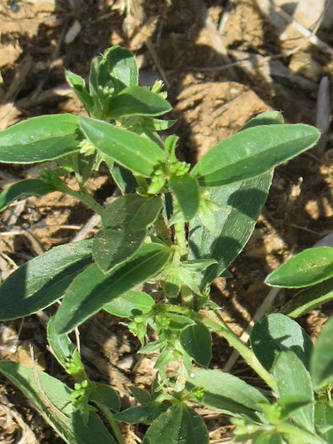 Low Silverbush (Ditaxis humilis)