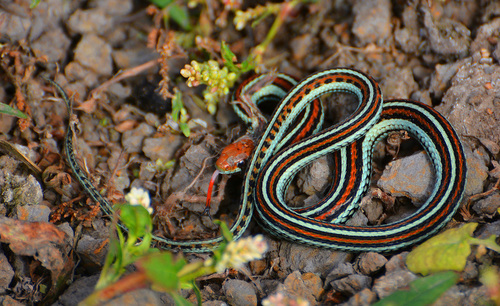 Photo 87303753, (c) Henry Fabian, all rights reserved, uploaded by ...