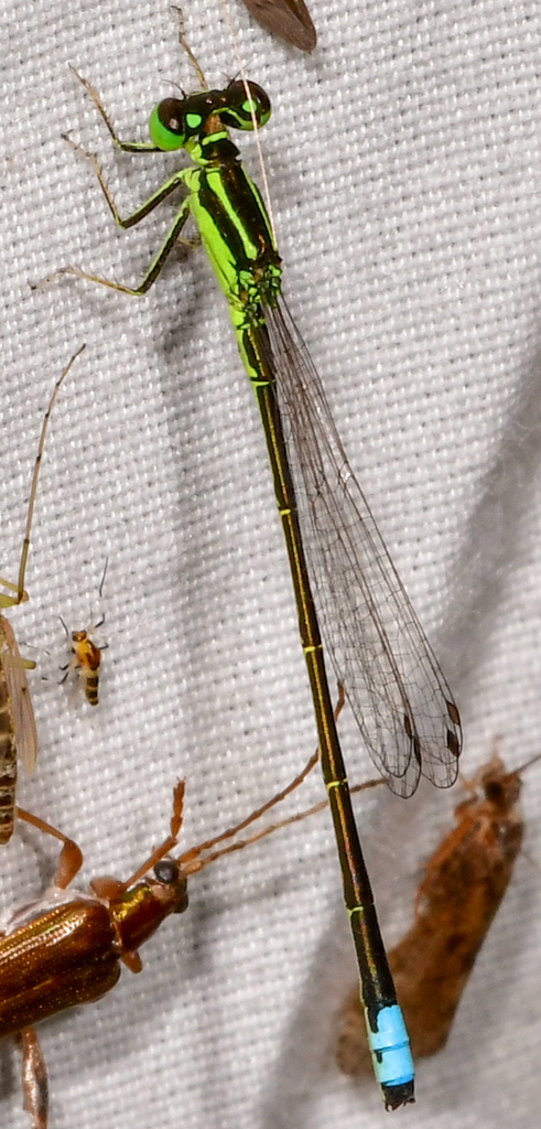 Eastern Forktail from Lee County, IA, USA on July 24, 2020 at 10:05 PM ...