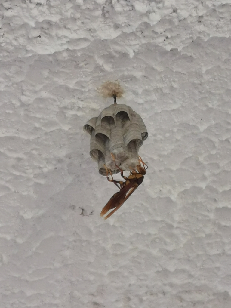 Horse Paper Wasp from Las Playas, 39390 Acapulco de Juárez, Gro ...