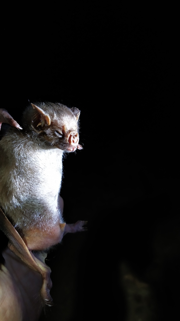 White-winged Vampire Bat from Tacotalpa, Tab., México on November 29 ...