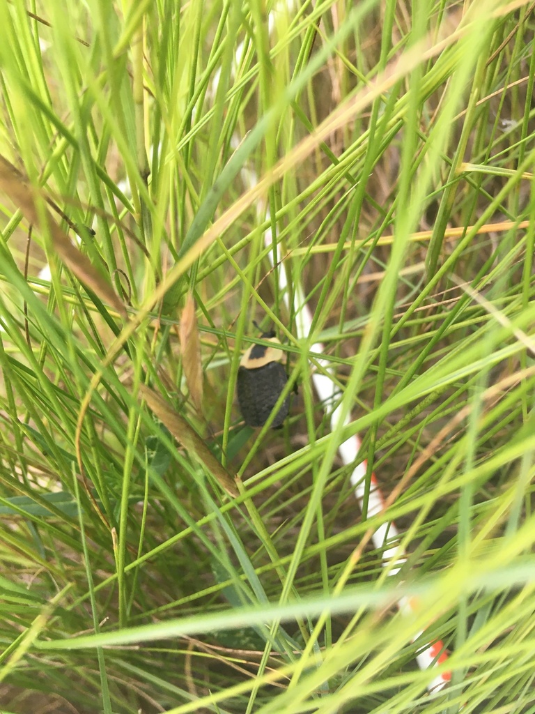 American Carrion Beetle from Smithsonian Institution, Harwood, MD, US ...