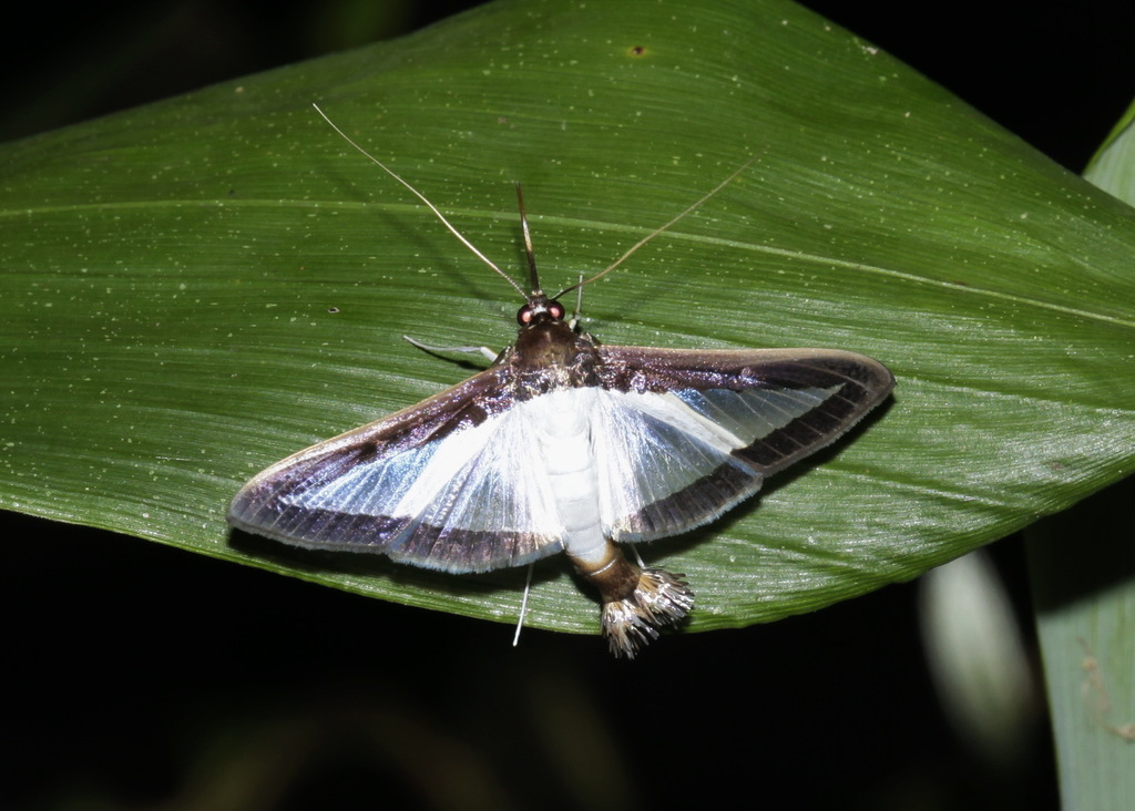 Diaphania superalis from São Paulo de Olivença - State of Amazonas ...