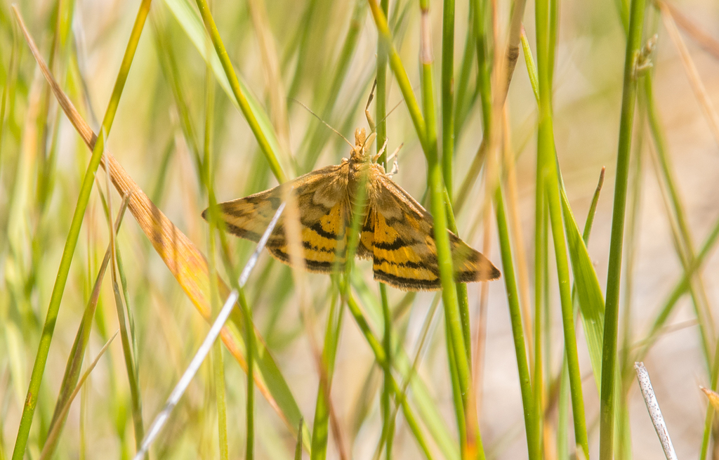 Mottled Pyrausta Moth from Elko County, NV, USA on July 16, 2020 at 12: ...