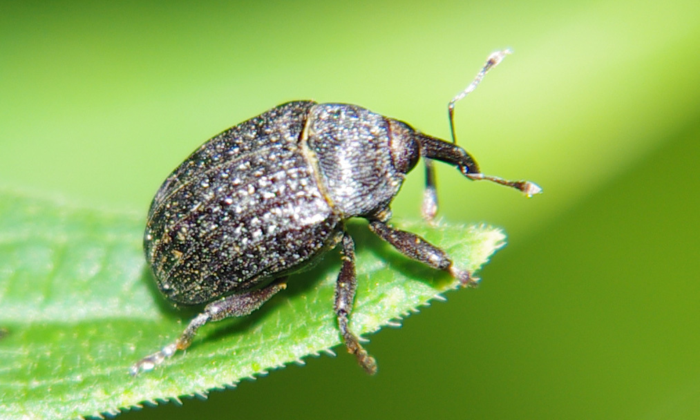 Milkweed Stem Weevil (Sara's Pollinator Guide) · iNaturalist