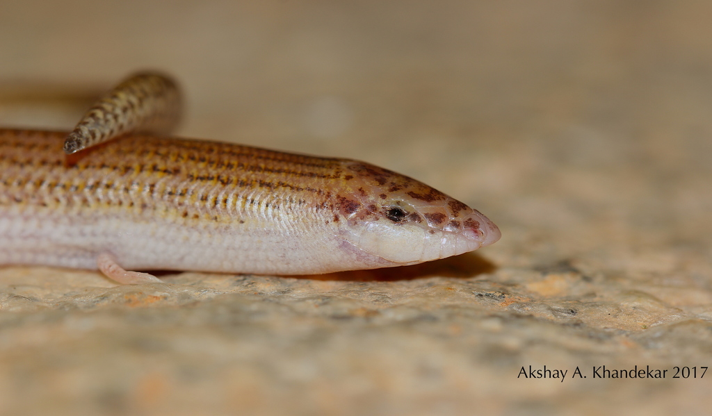 Eastern Snake Skink from Rajasthan, India on April 25, 2017 at 01:43 PM ...