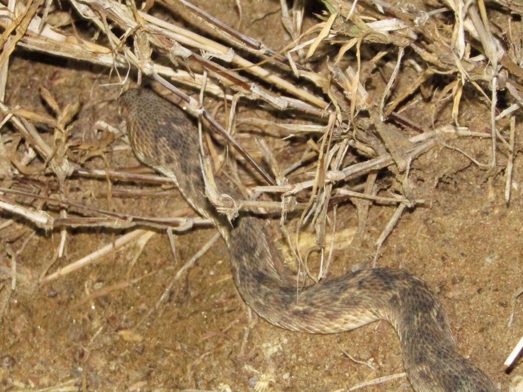 Borkin's Carpet Viper from Al Arida Saudi Arabia on July 25, 2020 at 12 ...