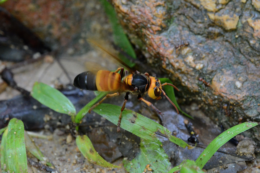 Southern Giant Hornet from 香港烏蛟騰 on June 23, 2017 at 09:27 AM by WK ...